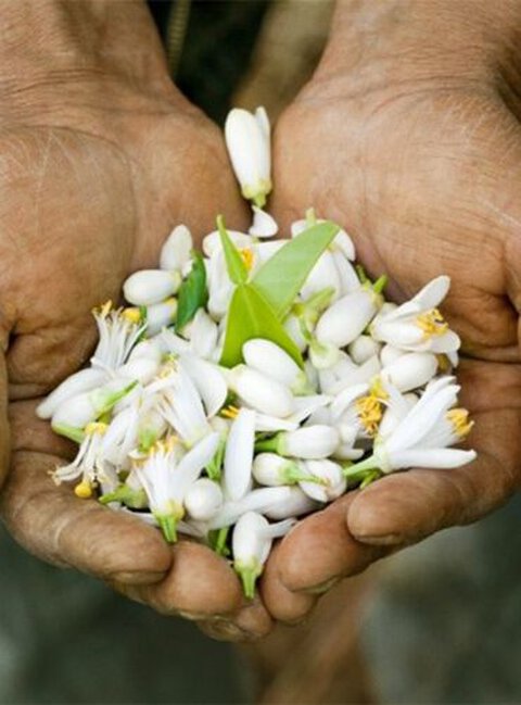 LIBRE BODY OIL | YSL BEAUTY INDONESIA